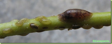 Cocciniglia foto parassita piante